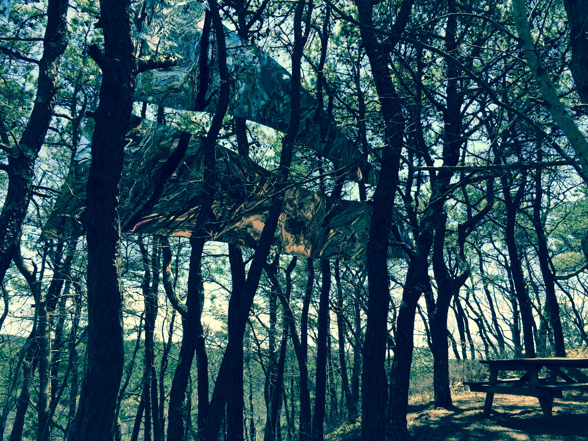 Blue Whale in the Trees – CBPmedia.net